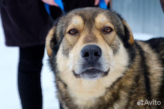 Собака Рокс в добрые руки