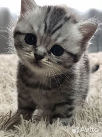 Шотландские котята