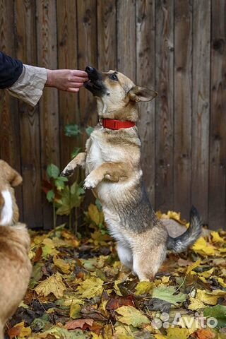 Коротколапик щенок девочка