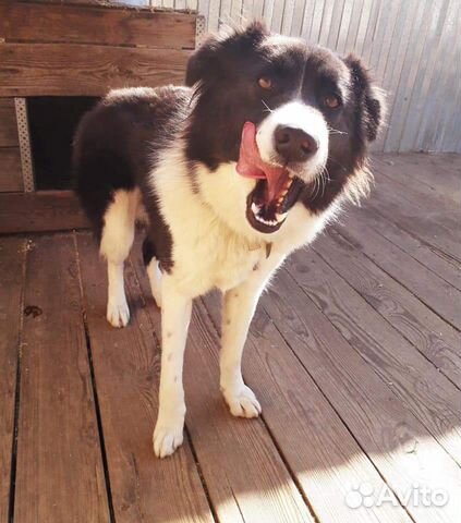 Мальчик Биш