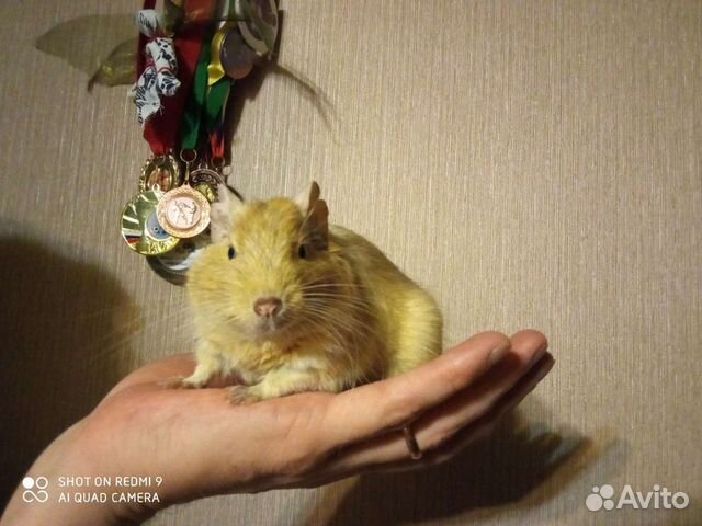 Дегу пятнистый песок