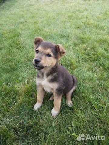 Малышка Джеси ищет дом