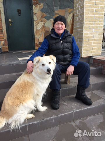 Собака для охраны загородного дома