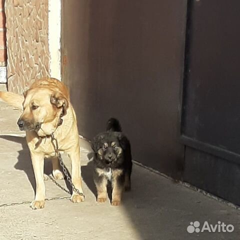 Щенок сторожевой собаки