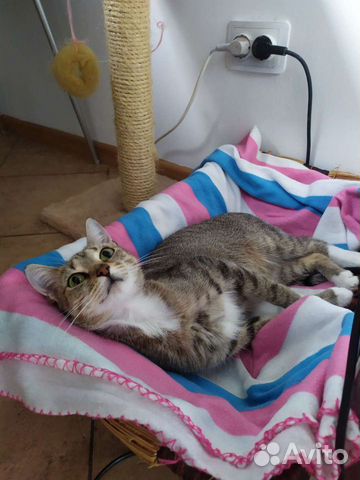 Кошка. Отдаем кошку в добрые руки