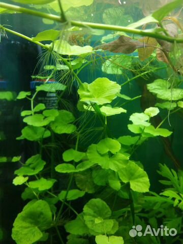 Набор растений