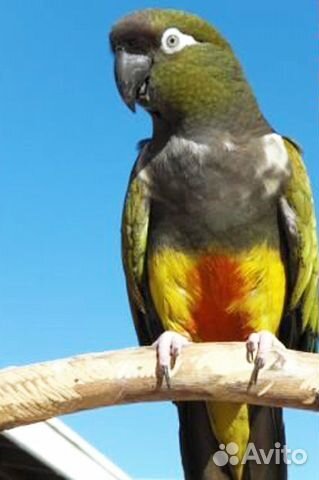 Продам Патагонских попугаев