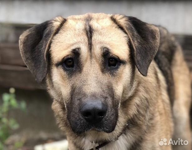 Молодой пёс (копия кангала), 1 год 3 месяца
