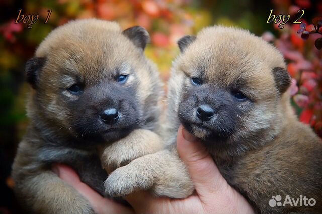 Малыши Сиба Ину (мини Акита) из питомника