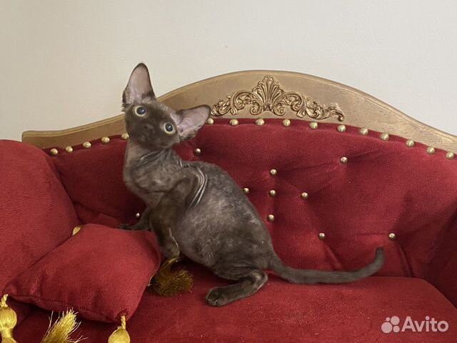 Девон рекс шоколадная Конфетка