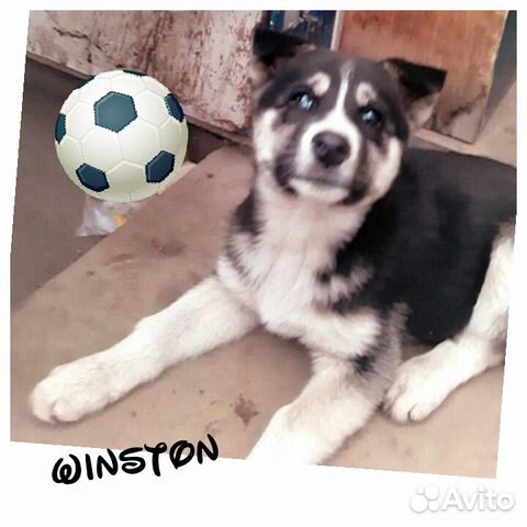 Щенок, мальчик 2 месяца, папа- чистокровный Хаски