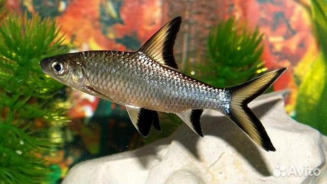 Акулий бала (Balantiocheilos melanopterus)