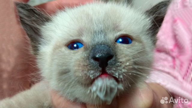 Котенок сиамский. Ваш лучший друг