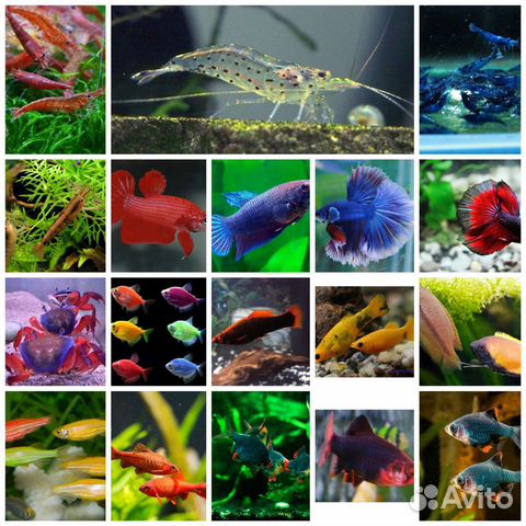 Аквариумные жители