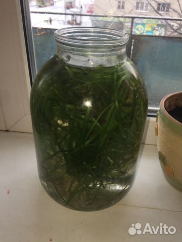 Отдам водоросли для аквариума