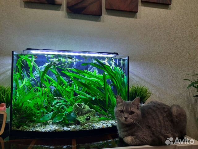 Растения из своего аквариума