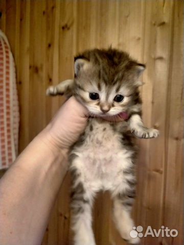 Котята сибирские для резерва