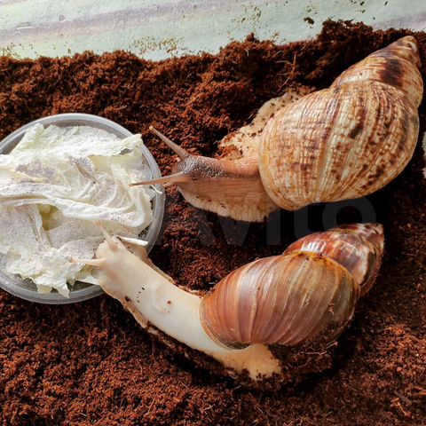 Ахатина Фулика Стандарт, Ахатина Фулика Альбино и