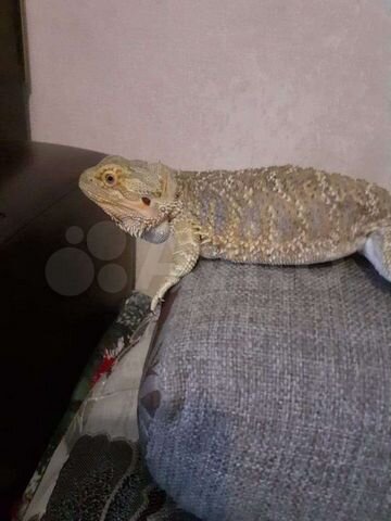 Продам бородатую агаму