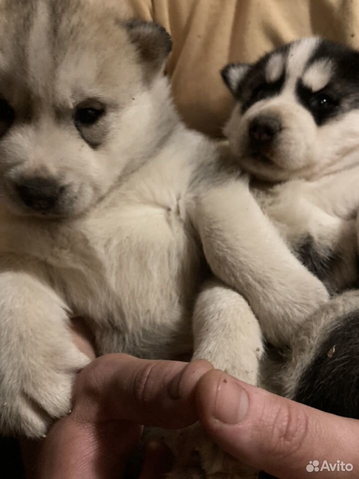 Щенки хаски