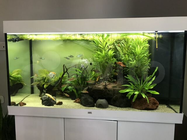 Juwel (Ювель) RIO 350 LED аквариум+тумба+LED свет