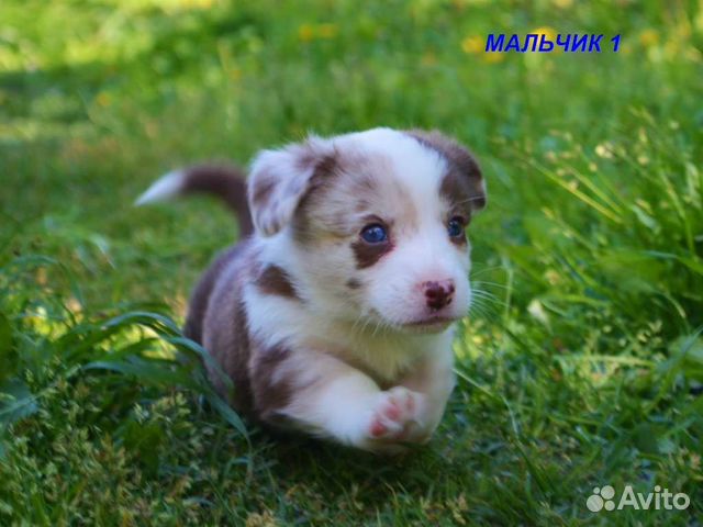 Шоколадно мраморный мальчиш