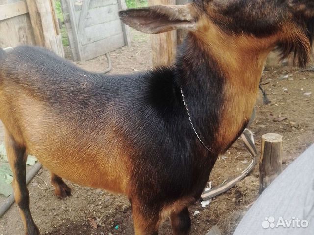 Чешский козел