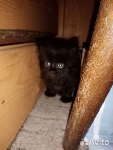 Кошка в дар бесплатно