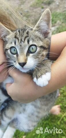 Котёнок Фантик