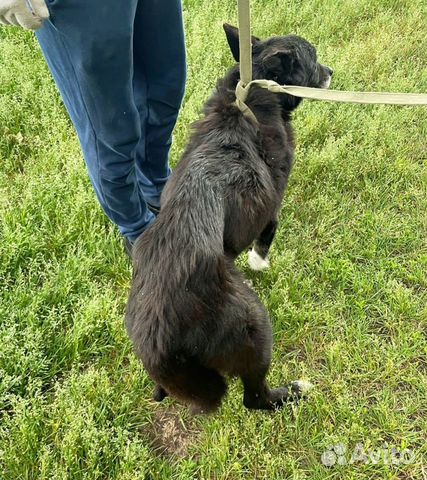 Пёс истощен и при смерти