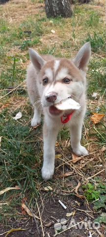 Щенок хаски