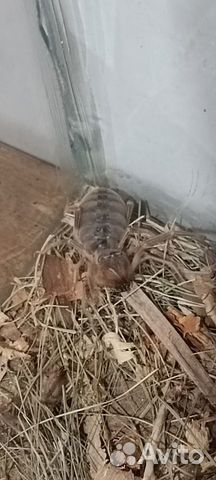 Паук сальпуга фаланг