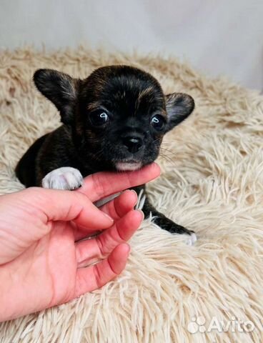 Щенки чихуахуа большой выбор