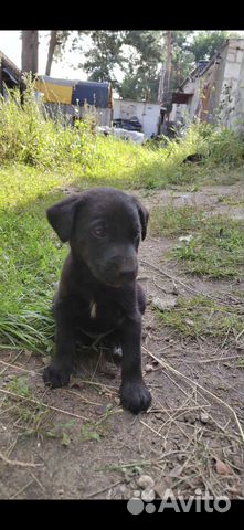 Щенки лайки Черныш мальчик