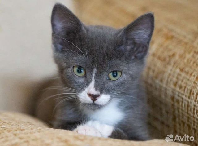 Котенок Нокс 3 мес. в добрые руки