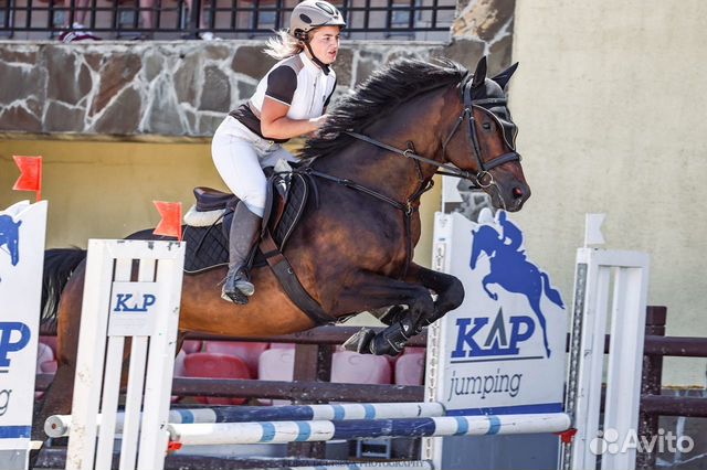 Тракененский жеребец конкур