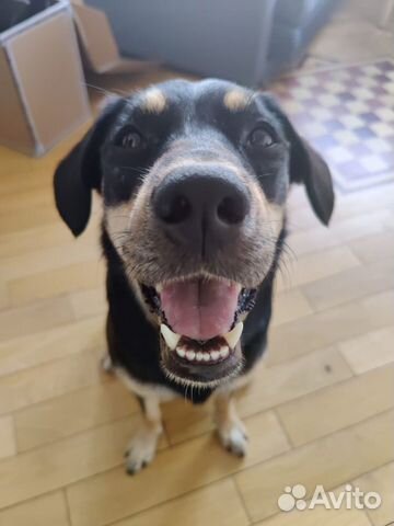 Отдадим в хорошие руки собаку