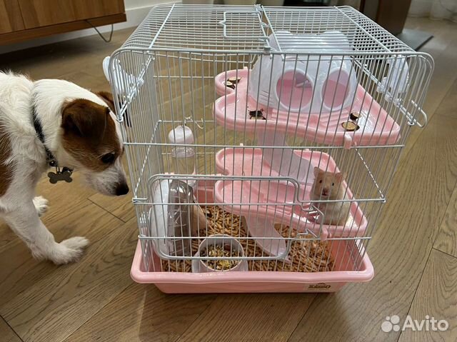 Джунгарские хомяки бесплатно