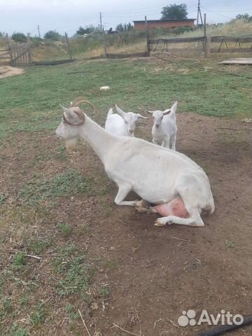 Зааненская дойная коза