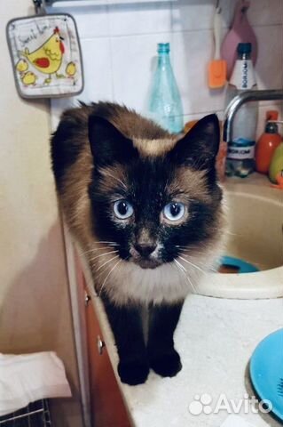 Молодой тайский котик ищет дом