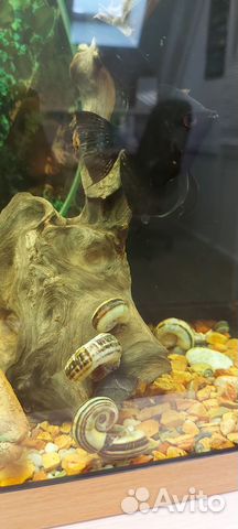 Улитки в дар