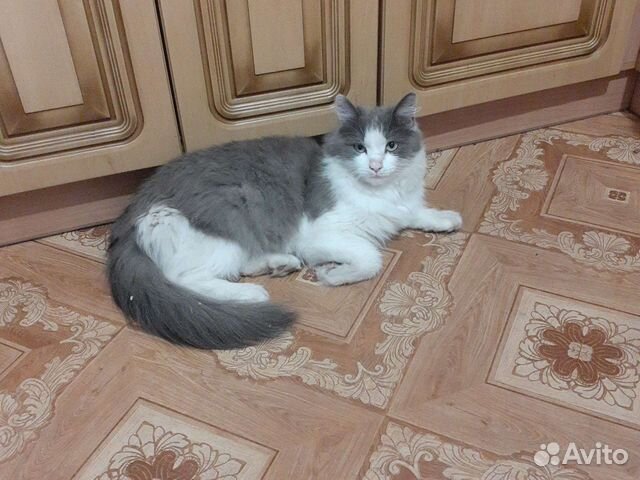 Шикарный кот ищет дом