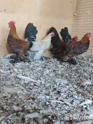 Мильфлеры петухи