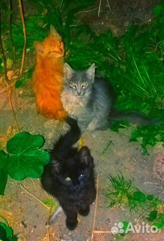 Котята погибают