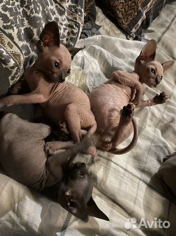 Продаются котята Сфинксы. Рождены 10.05