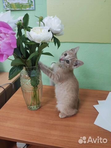 Рыжий котенок в добрые руки мальчик лоток знает
