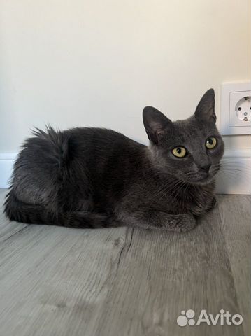 Серое чудо в добрые руки