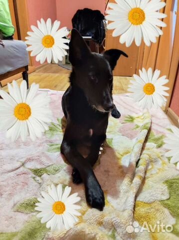 Собака просто мечта 1 годик