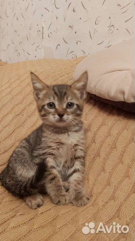 Тигрюша в добрые рукички