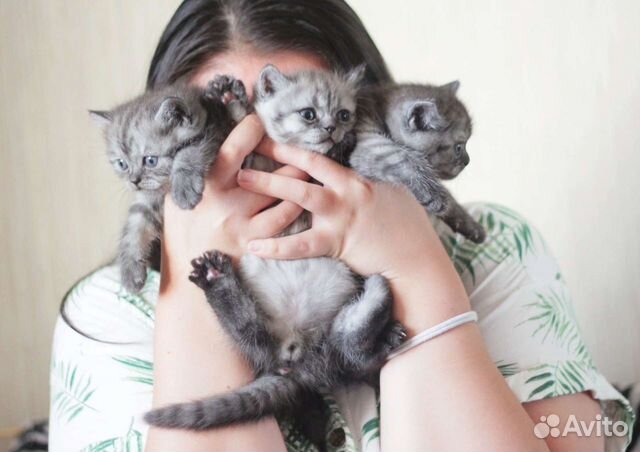 Британские котята